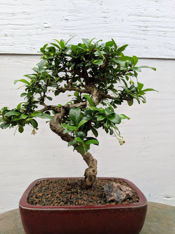 Bonsai Trees – Lovehopegrow