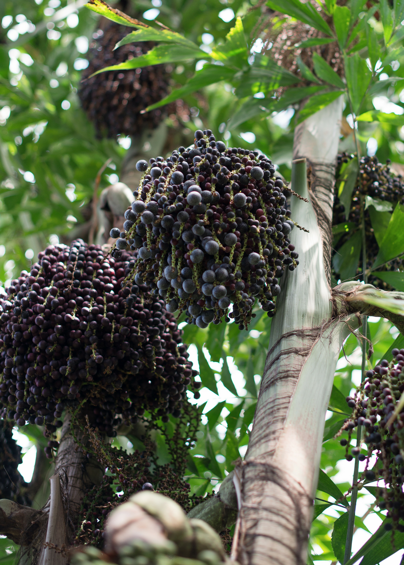 Açaí Palm, Para Dwarf (Euterpe oleracea) – Lovehopegrow