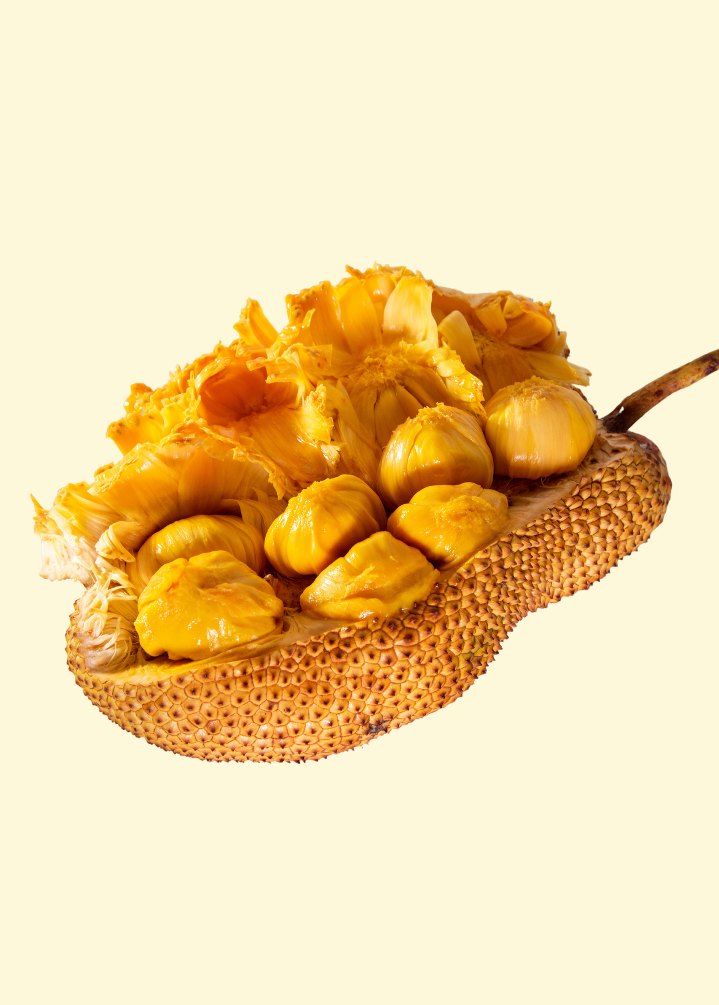 Jackfruit 'Cheena' (Artocarpus heterophyllus x Artocarpus integer ...