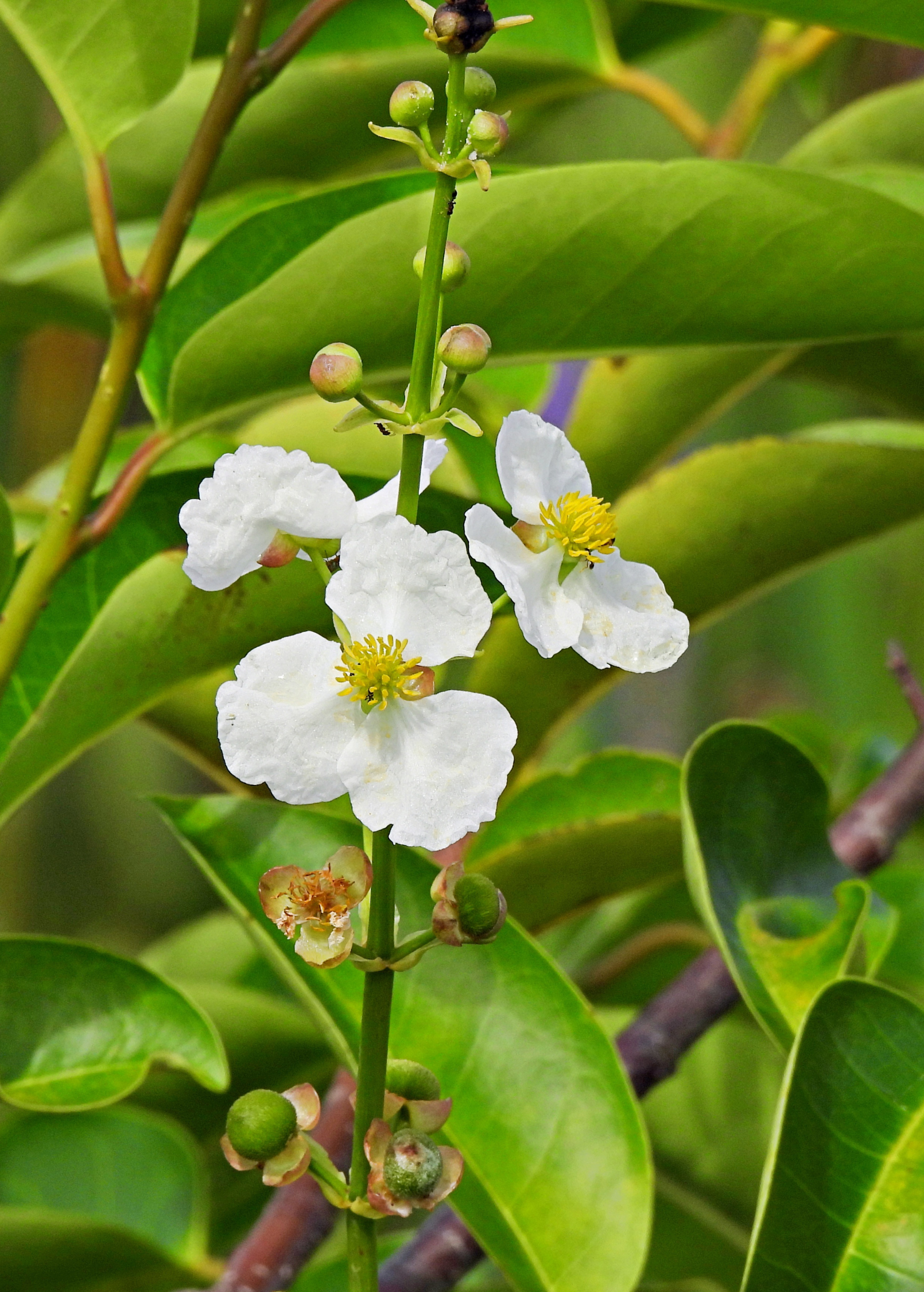 Duck Potato (Sagittaria latifolia) – Lovehopegrow