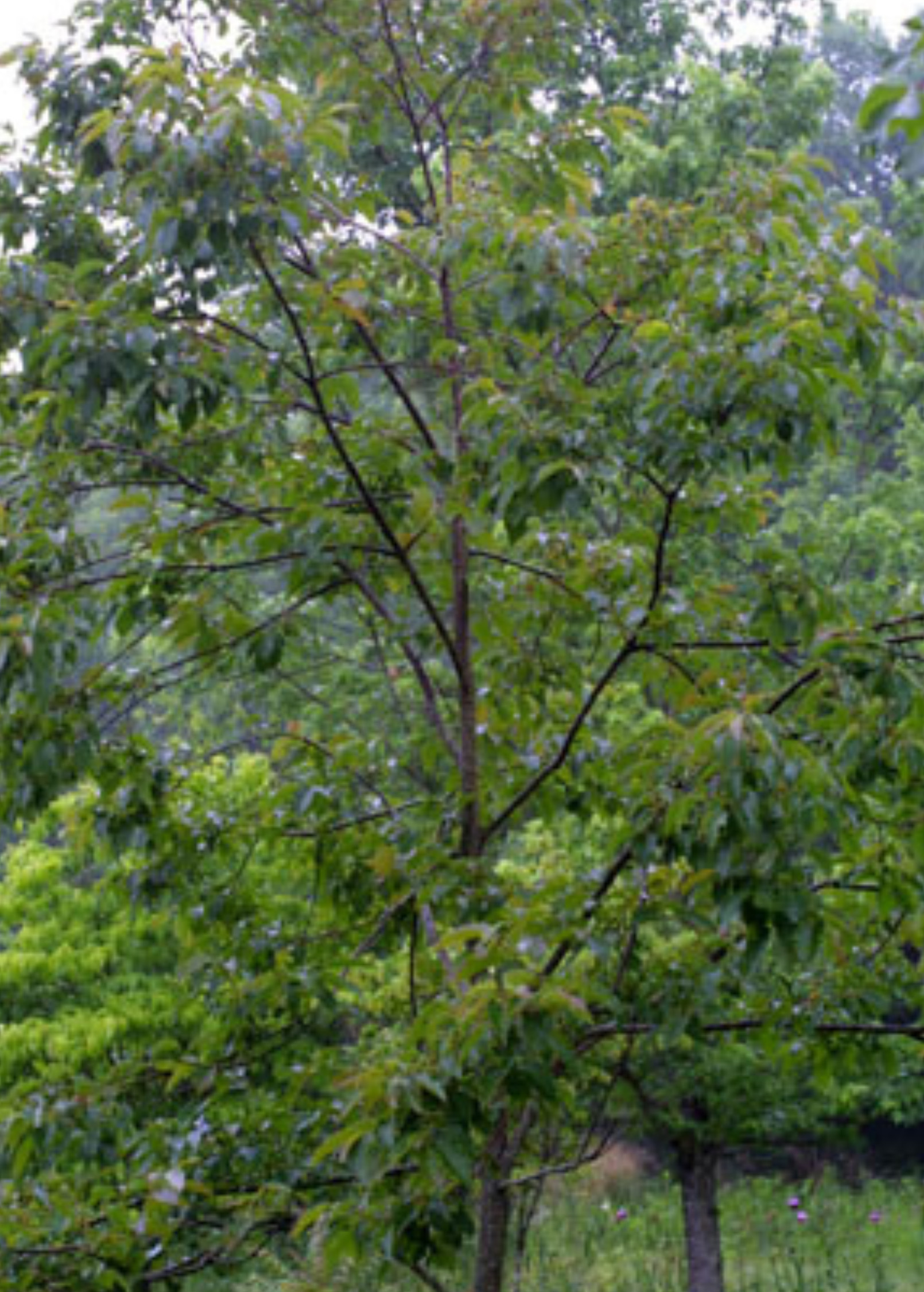 Persimmon Seedling 'Florida Native' (Diospyros virginiana) – Lovehopegrow