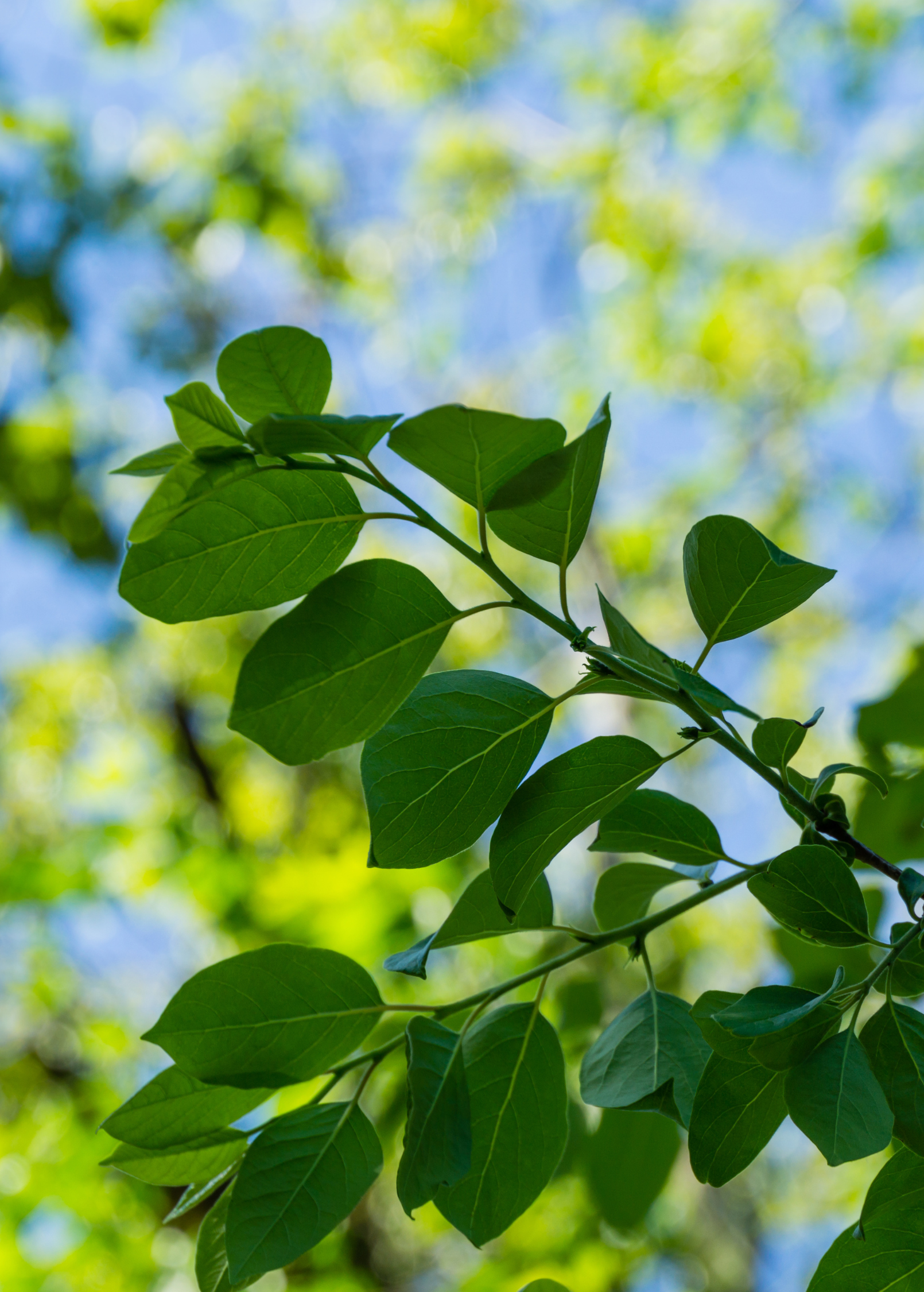 Persimmon Seedling 'Florida Native' (Diospyros virginiana) – Lovehopegrow