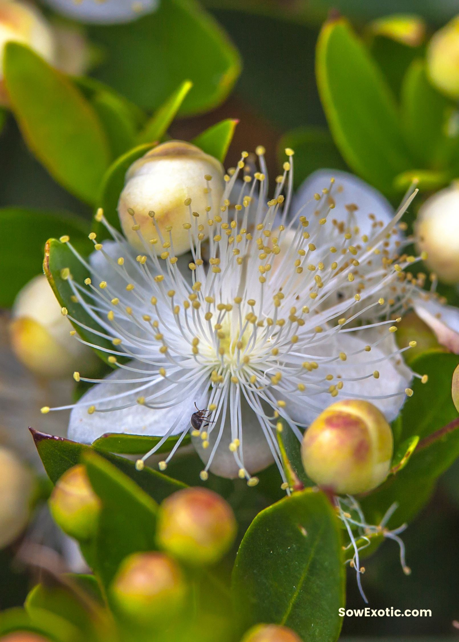Greek Myrtle (Myrtus communis) – Lovehopegrow