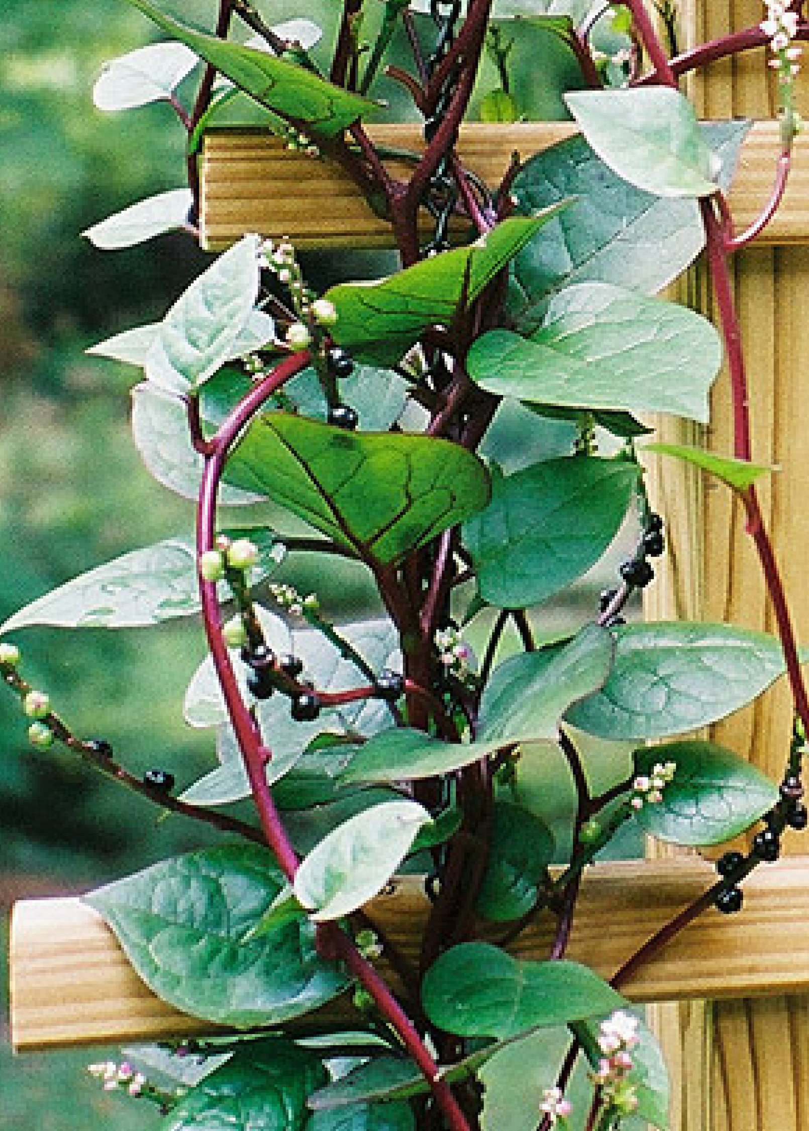 Malabar Spinach (Basella alba) – Lovehopegrow