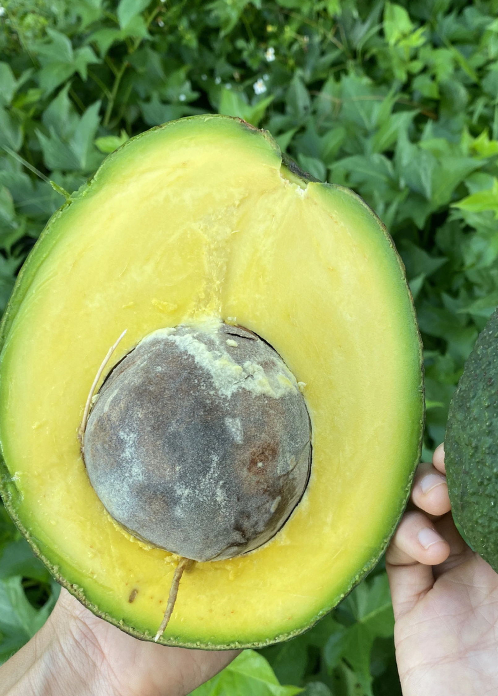 Avocado 'Marcus Pumpkin' (Persia americana) – Lovehopegrow