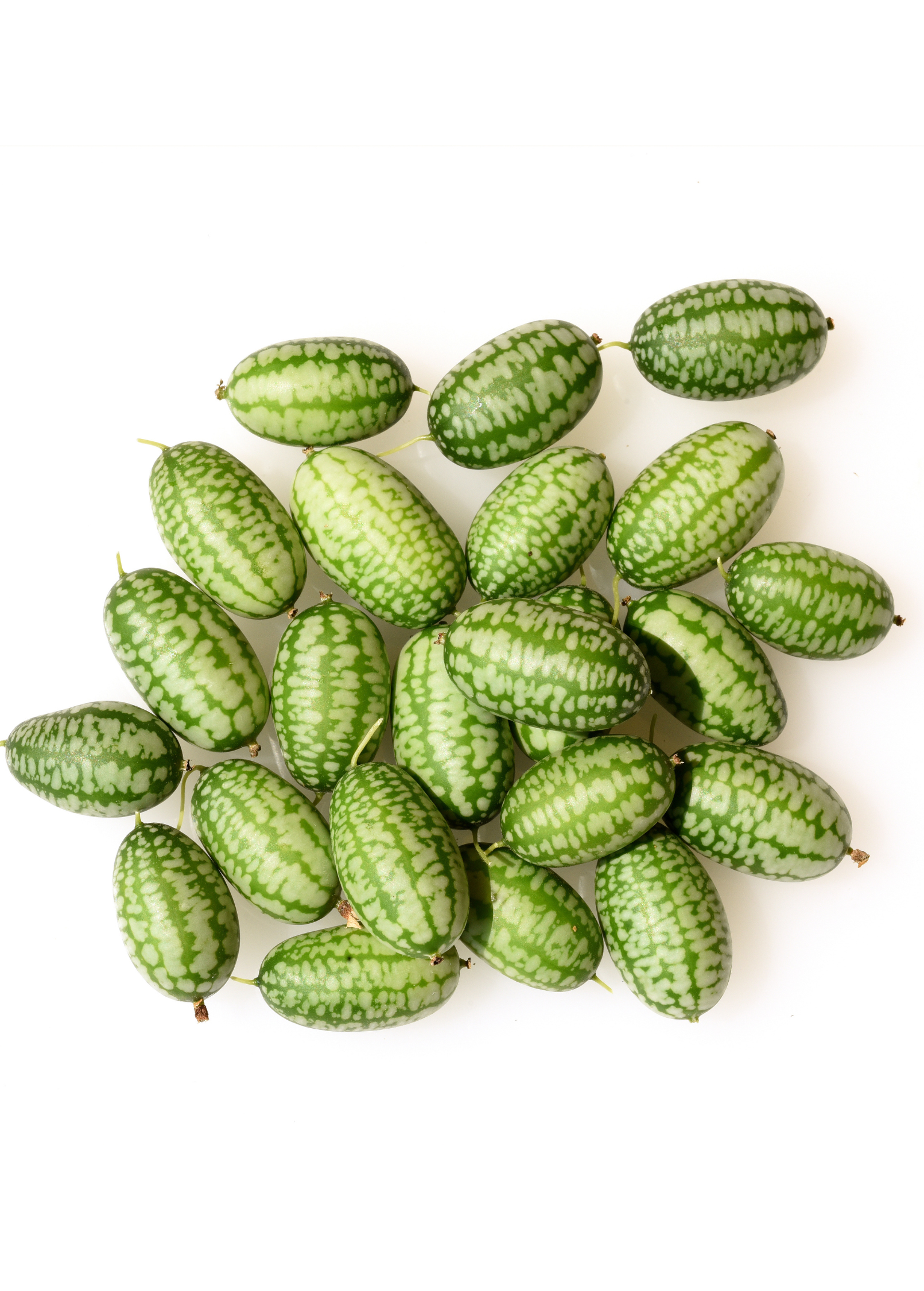 Mouse Melon (Melothria scabra) – Lovehopegrow