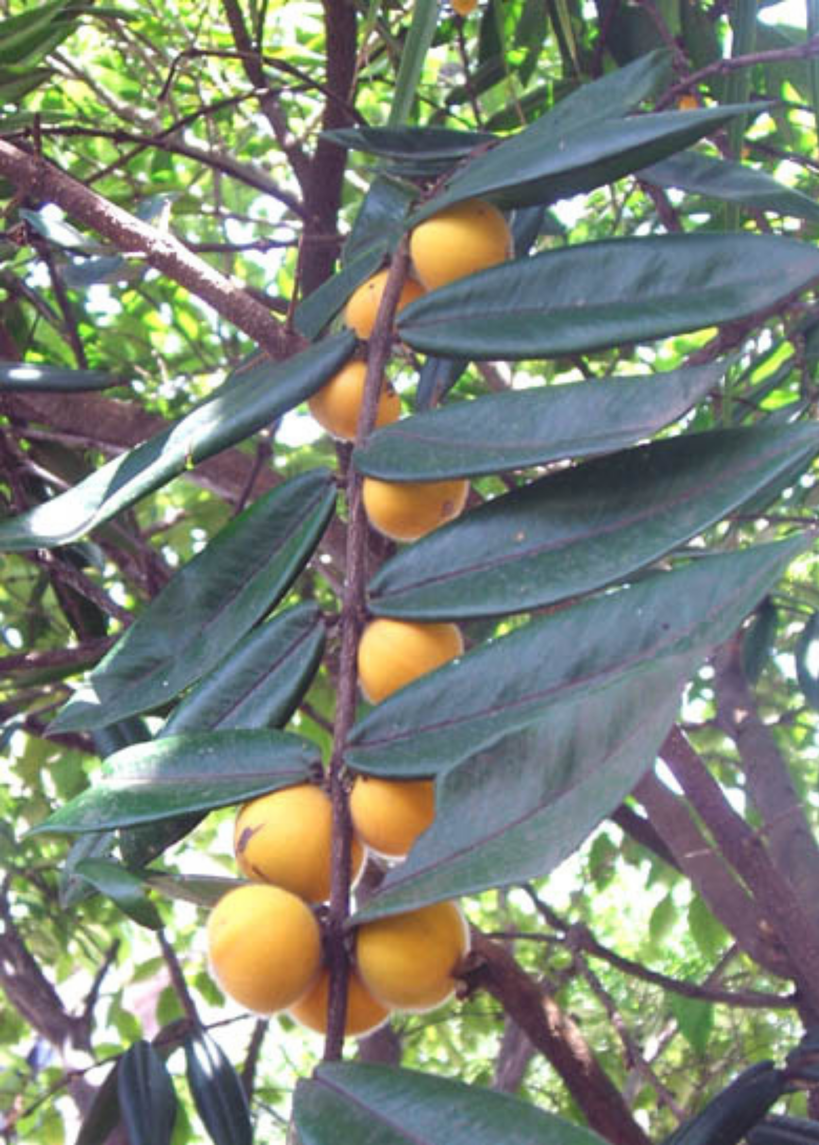 Yellow Jaboticaba (Myrciaria glazioviana cabeluda) – Lovehopegrow