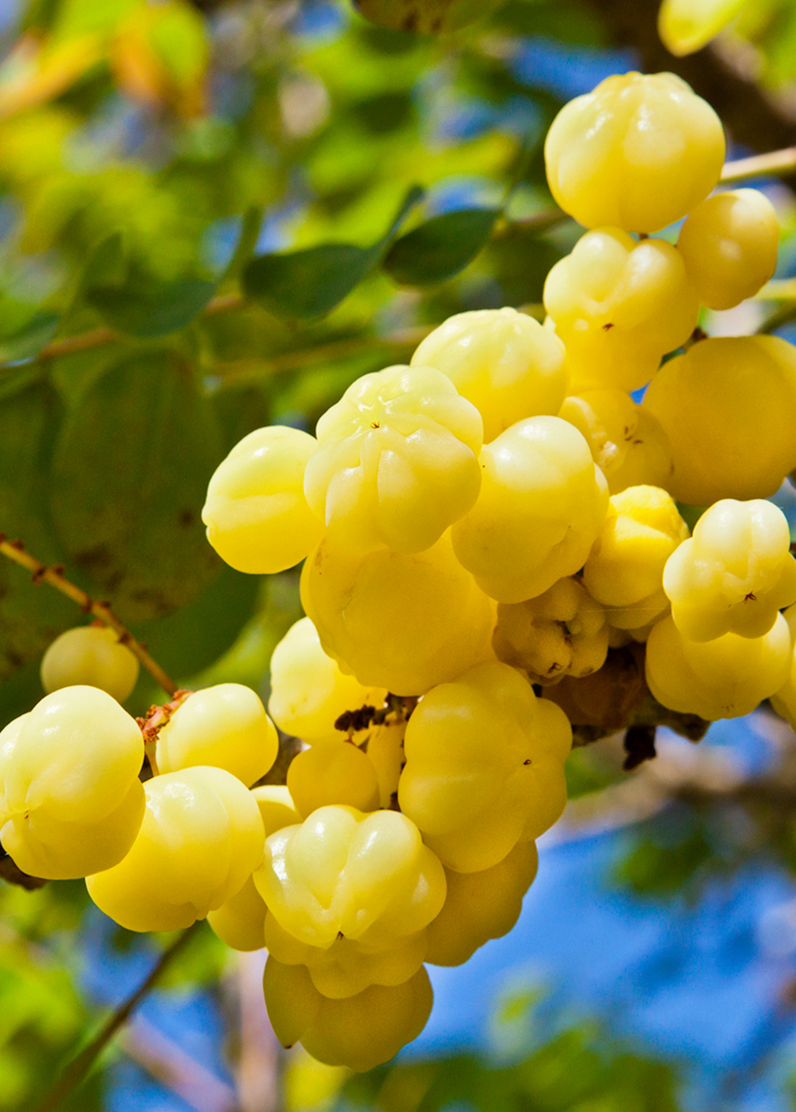 Otaheite Gooseberry (Phyllanthus acidus) – Lovehopegrow