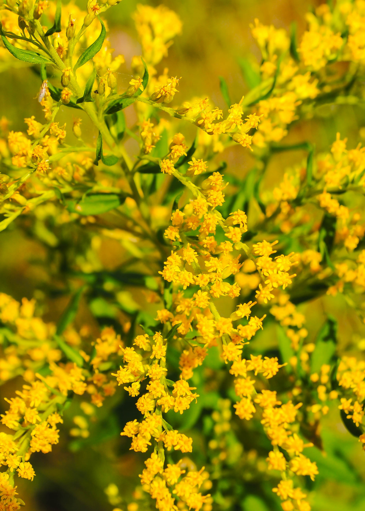 Seaside Goldenrod (Solidago sempervirens) – Lovehopegrow