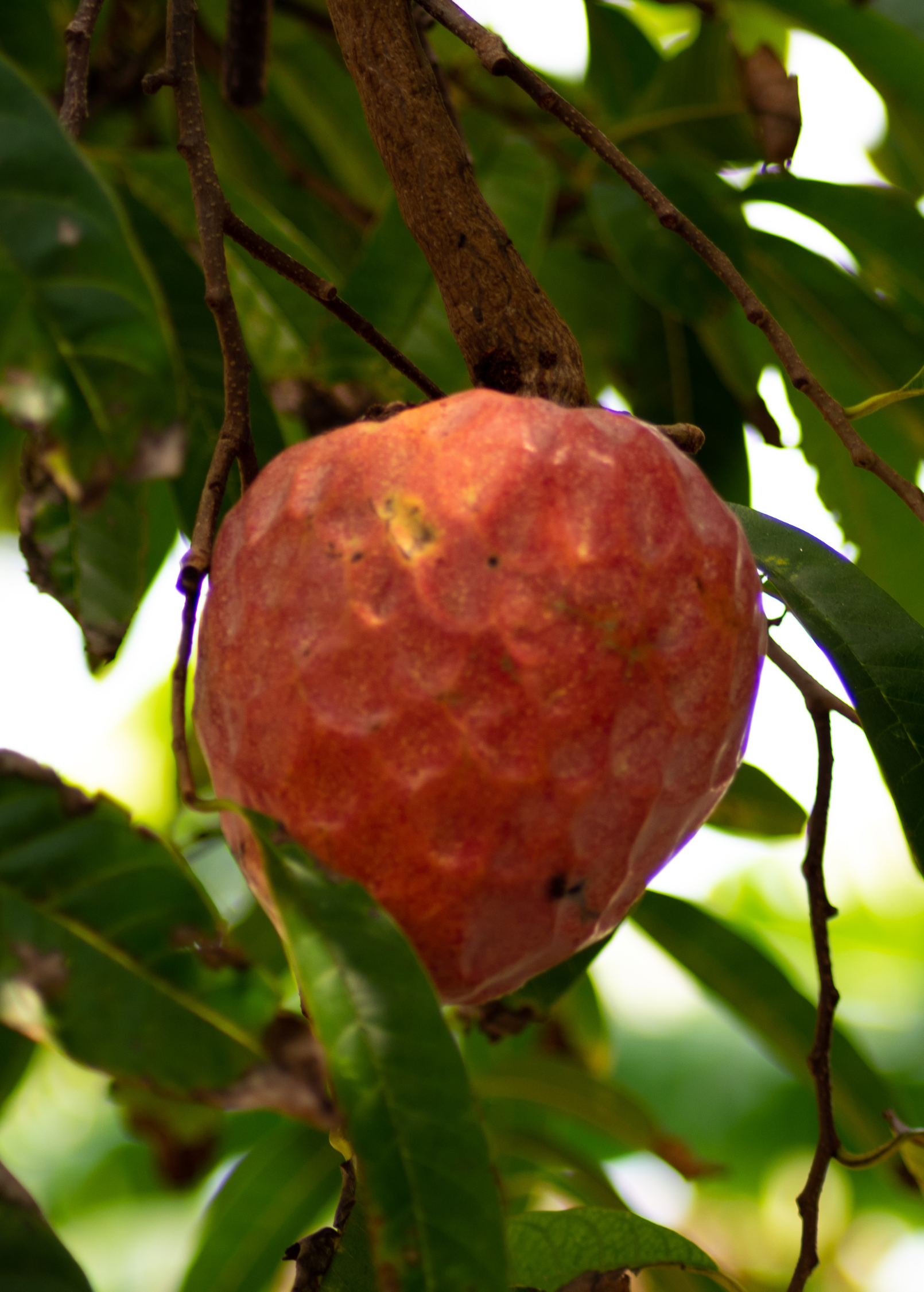Custard Apple, Red (Annona reticulata) – Lovehopegrow