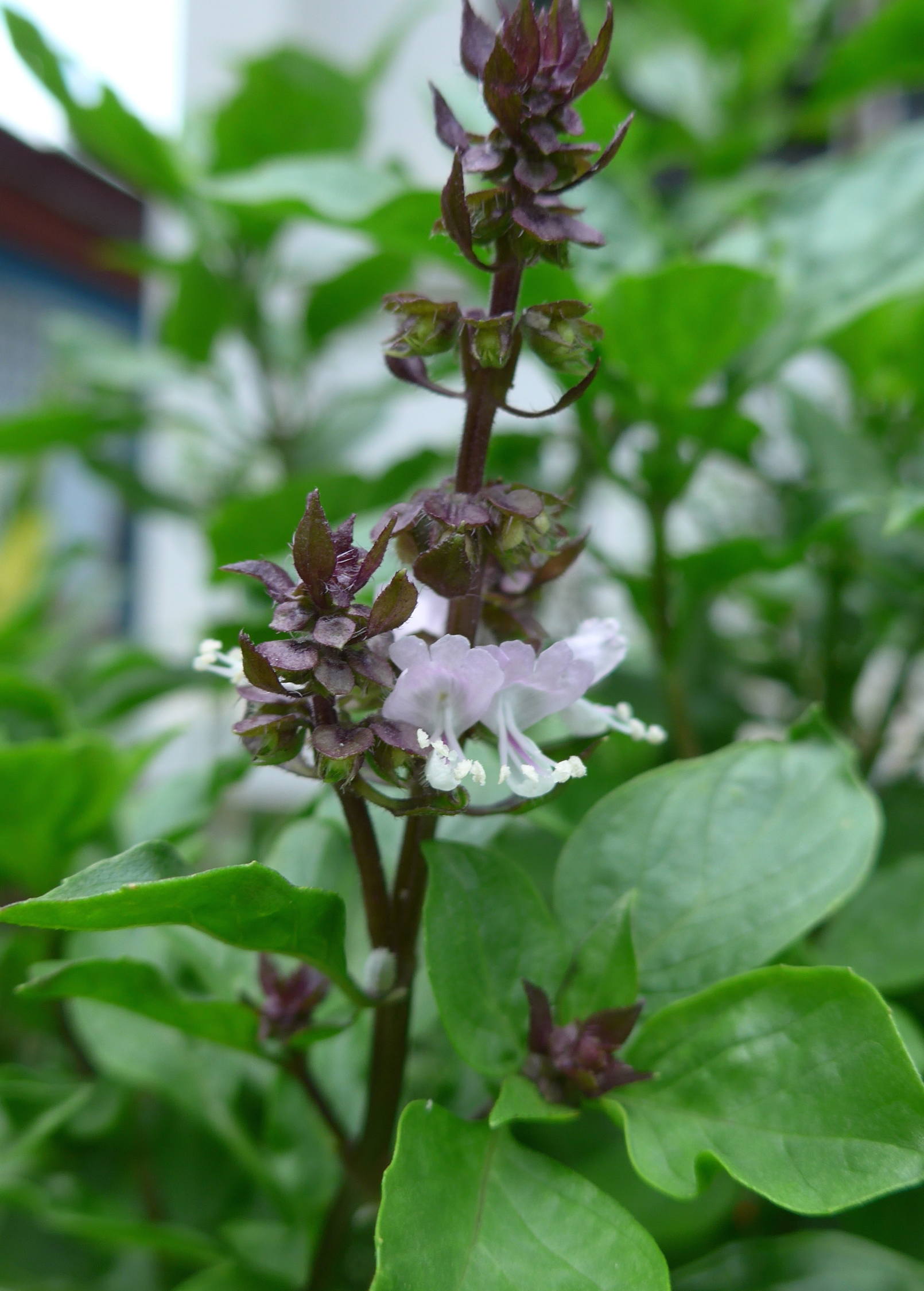 Thai Basil (Ocimum basilicum var. thyrsiflora) – Lovehopegrow