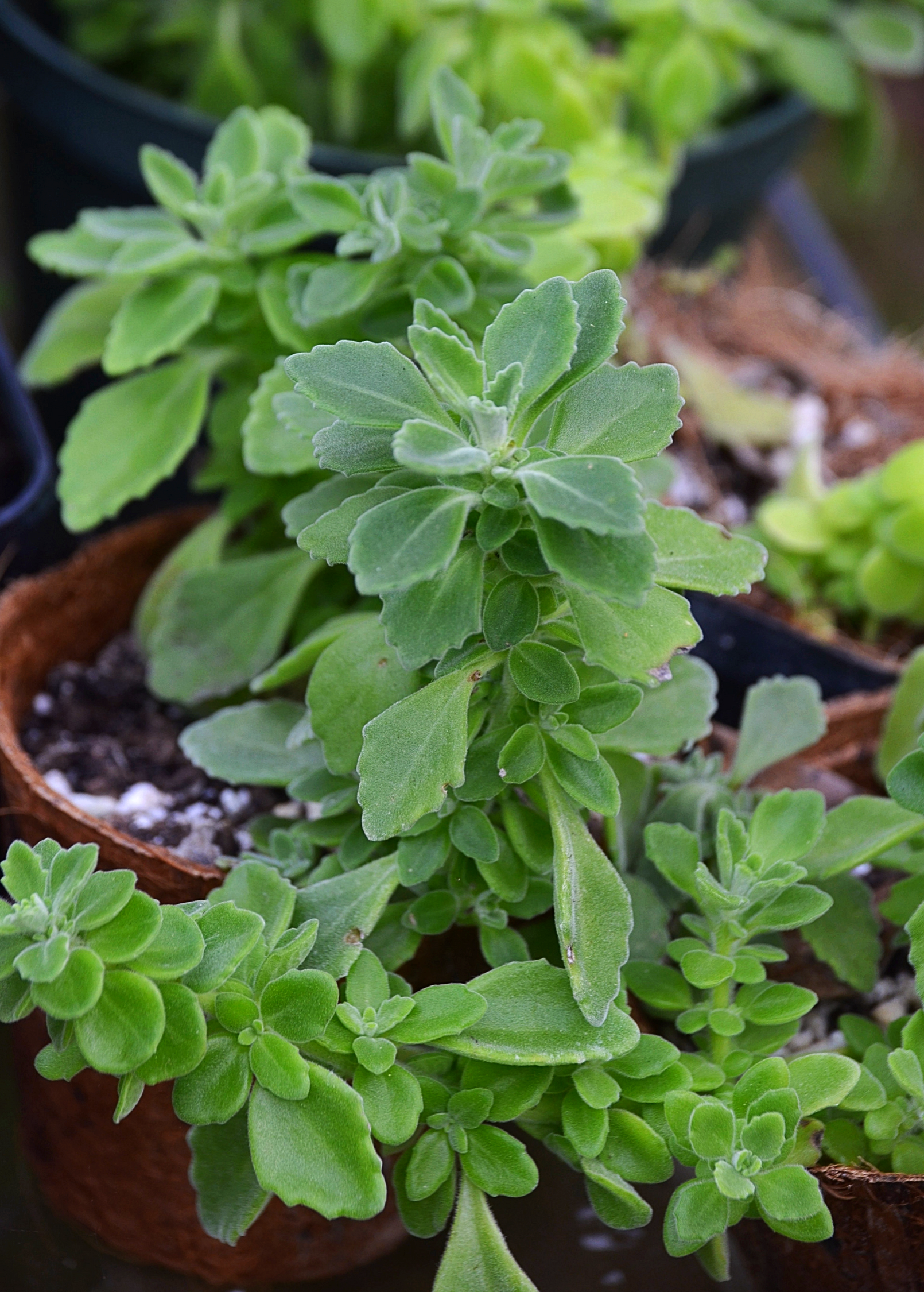 Vicks Plant (Plectranthus tomentosa) – Lovehopegrow