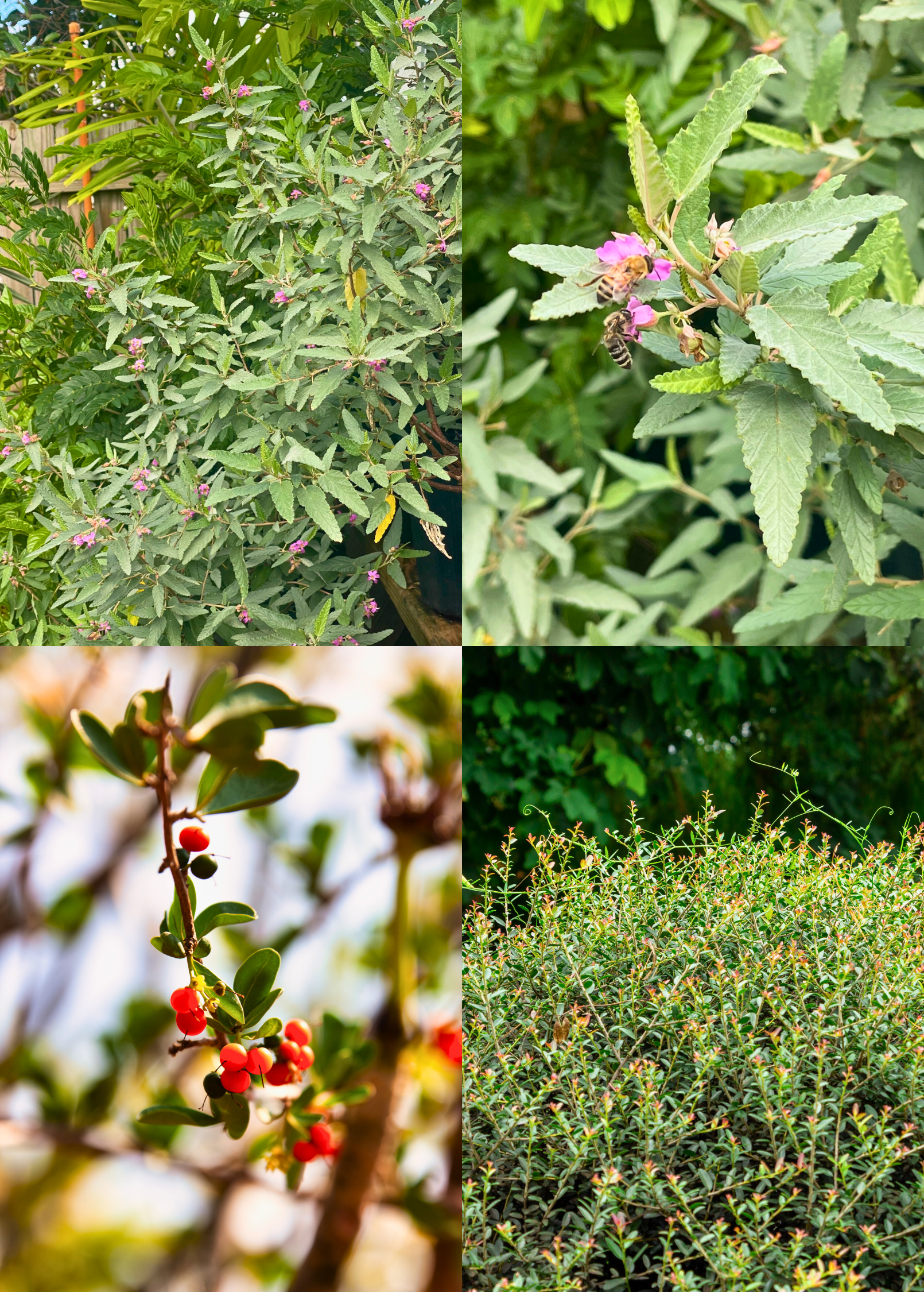 Florida Native Tea Duo: Yaupon Holly + Florida Native Tea Bush ...