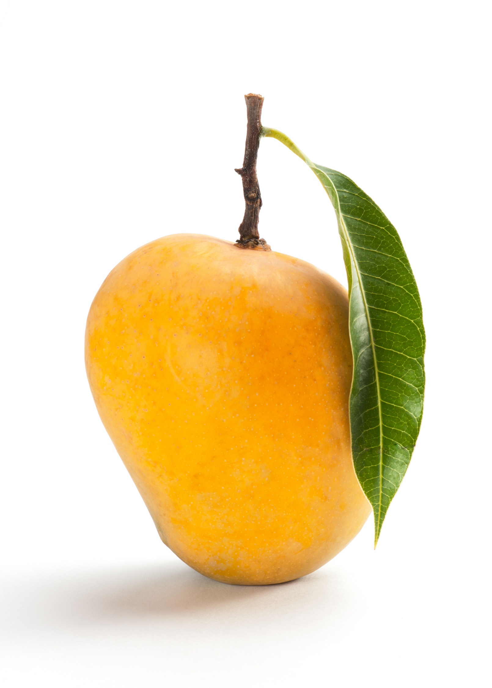 Mango 'Alphonso' (Mangifera indica) – Lovehopegrow