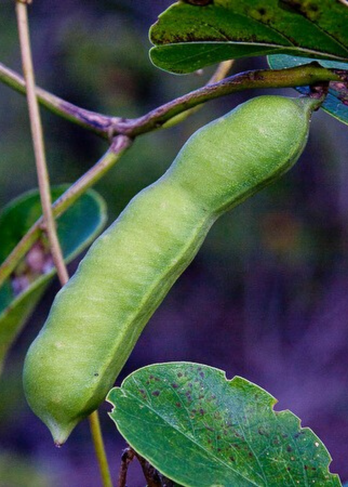 Beach Bean (Canavalia rosea) – Lovehopegrow