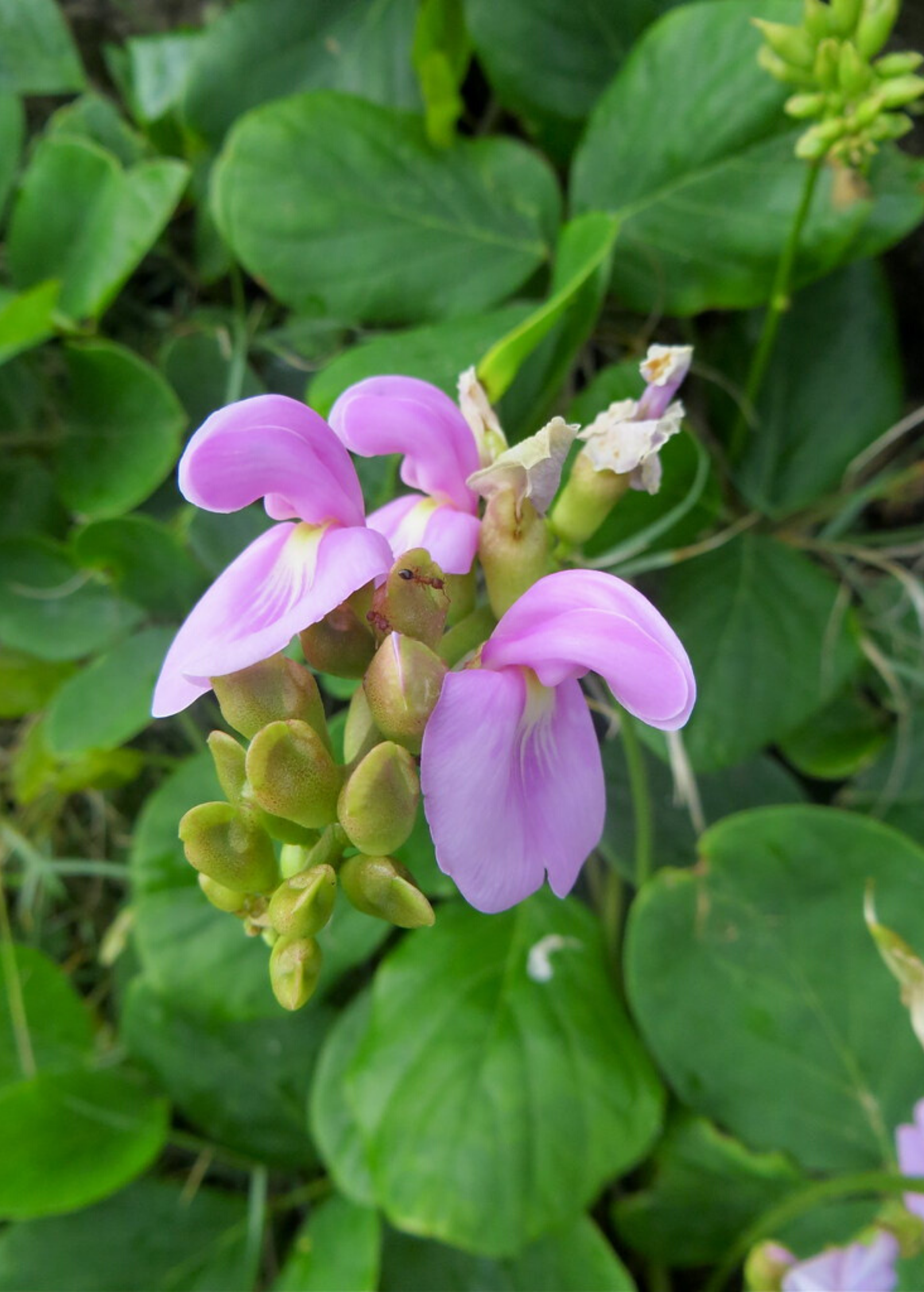 Beach Bean (Canavalia rosea) – Lovehopegrow