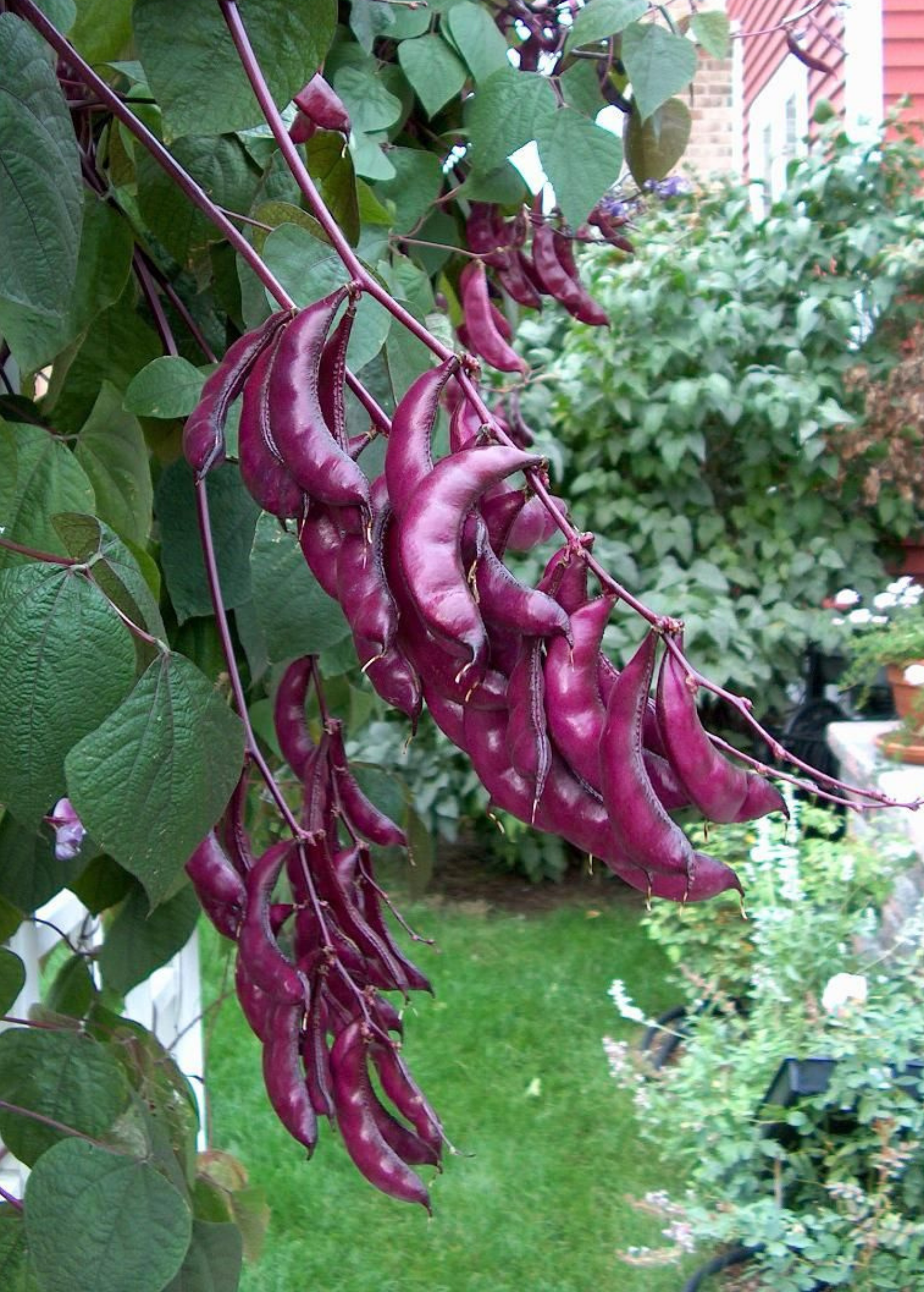 Lablab Bean (Lablab purpureus) – Lovehopegrow