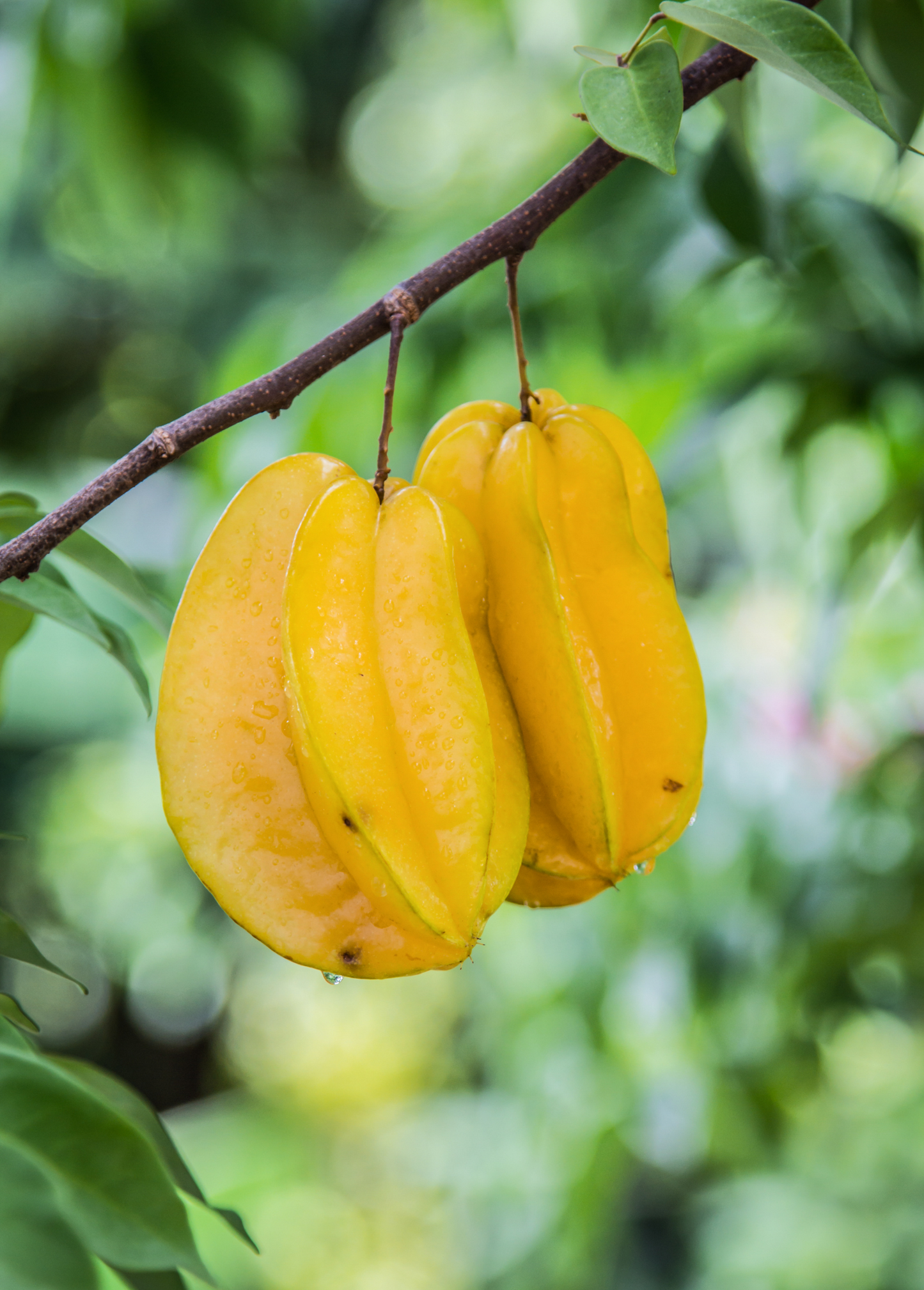 Star Fruit 'Lara' (Averrhoa carambola) – Lovehopegrow